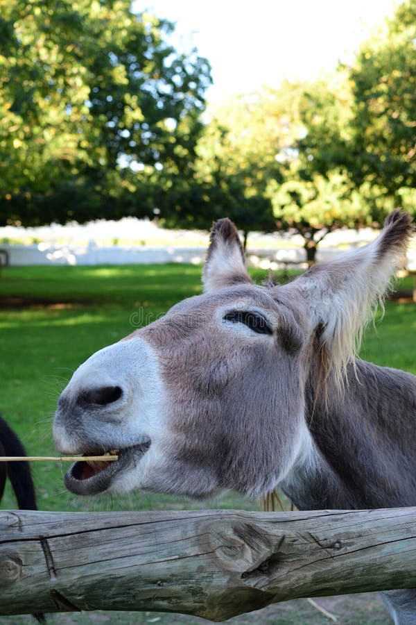 Vertical Shot of an Irish Donkey Face Stock Photo - Image of wildlife ...