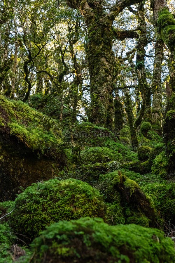 Vertical Shot of a Jungle with Trees Covered with Moss Stock Photo ...