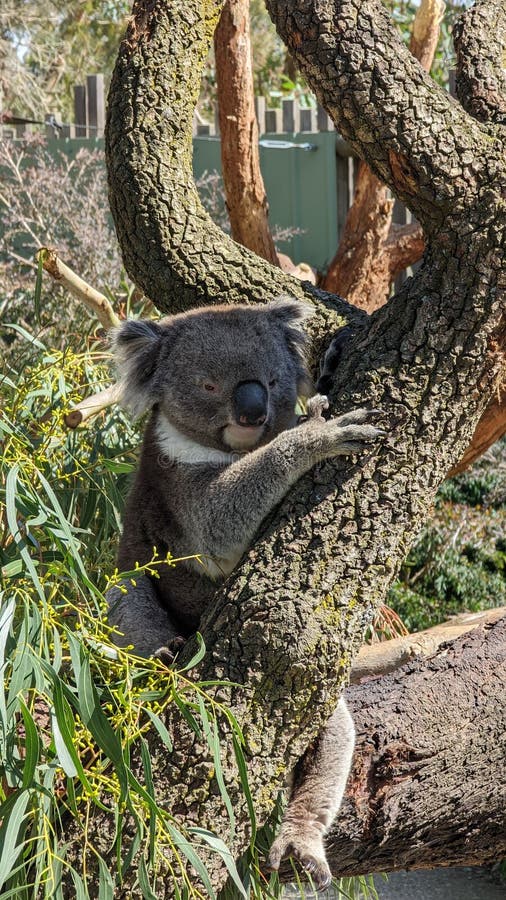 Vertical Shot of Koala Sitting on a Tree Stock Image - Image of leaves ...