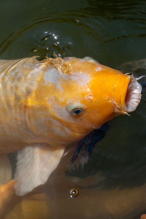160 Koi Fish Vertical Stock Photos - Free & Royalty-Free Stock Photos ...