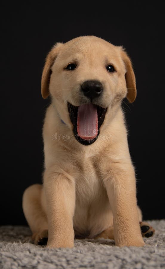 Vertical Shot of a Labrador Retriever on a White Carpet with Its Mouth ...
