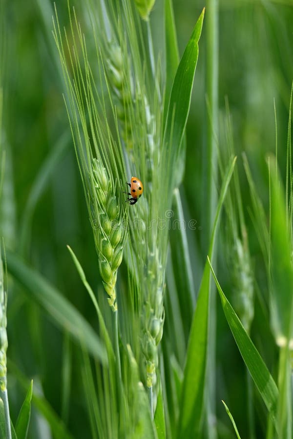 Vertical Shot of a Ladybug on Green Wheat in a Field Under the Sunlight ...