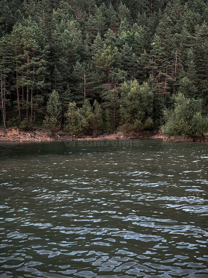 Tall Forest Tree Perspective - Ground Up To Sky Stock Photo - Image of ...