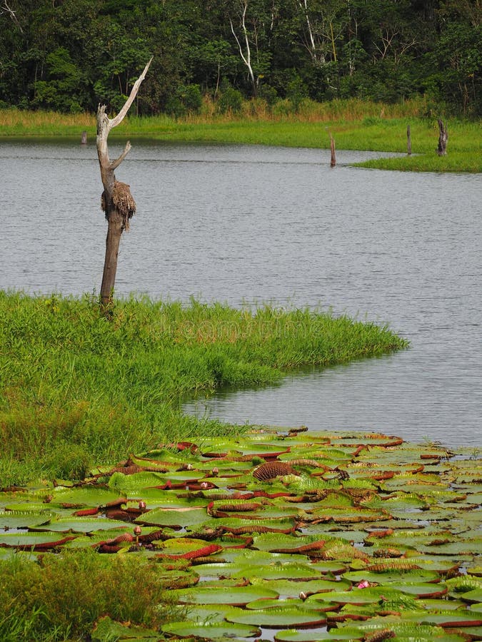 Vertical Shot of a Lake with Plants of the Amazonian Victoria Stock ...