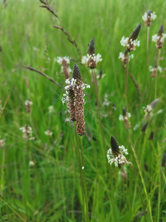 Vertical Shot of Lanceolate Plantain Plants in a Field Stock Photo ...