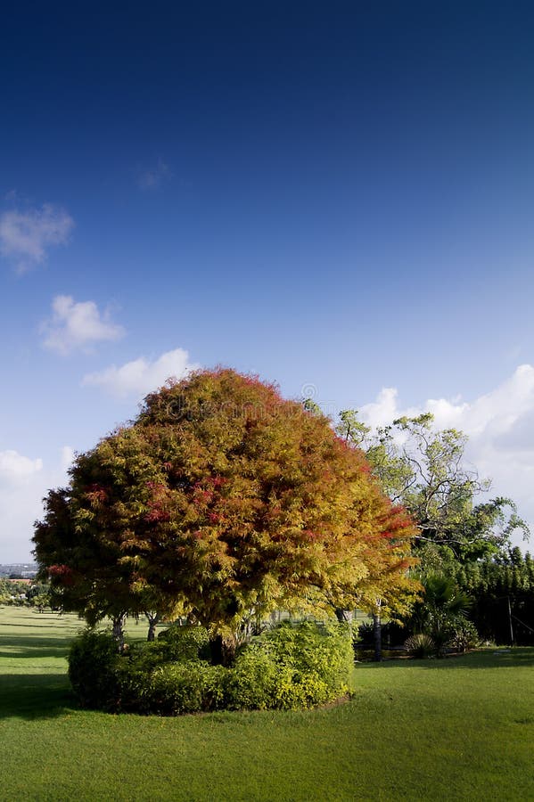 Vertical Shot of a Landscape with Beautiful Trees Stock Photo - Image ...