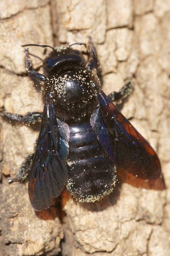 Vertical Shot of a Large Black Carpenter Bee on Wood in a Field Under ...