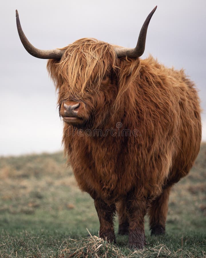 Vertical Shot of a Large Furry Bull Stock Image - Image of mammal, wild ...