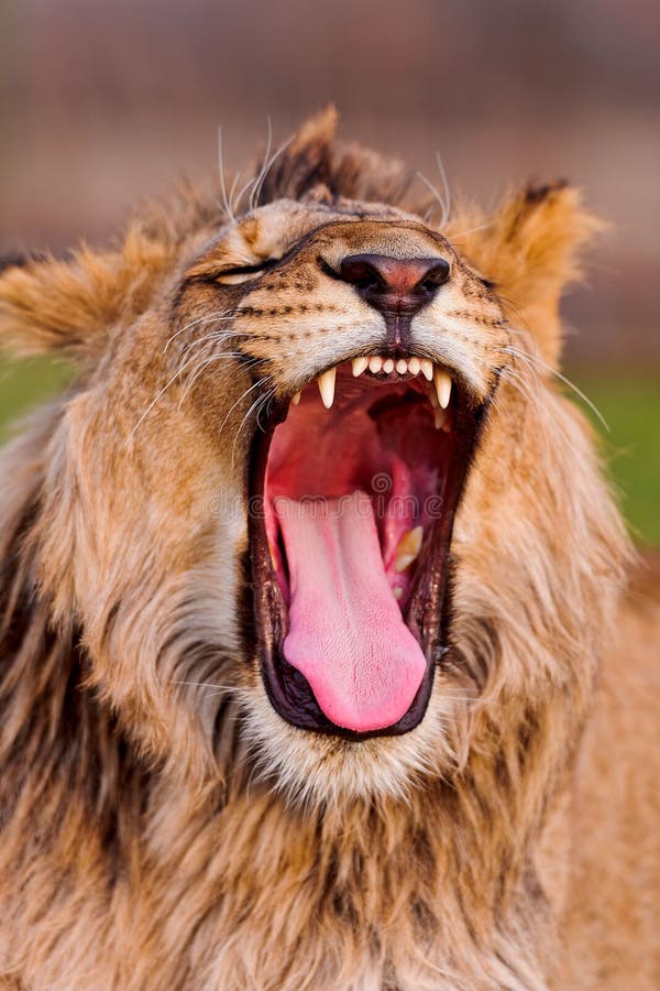 Vertical Shot of a Large Growling Lion Stock Image - Image of reserve ...