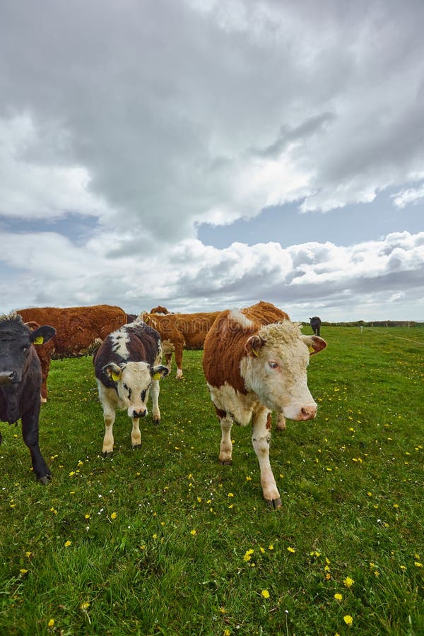 Vertical Shot. Large Herd of Cows and Calves in the Open Field Stock ...