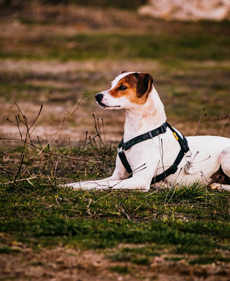 Vertical Shot of a Large Jack Russell Terrier Resting on the Field ...