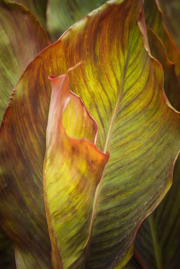 Vertical Shot of a Large Leaf Stock Image - Image of season, plant ...
