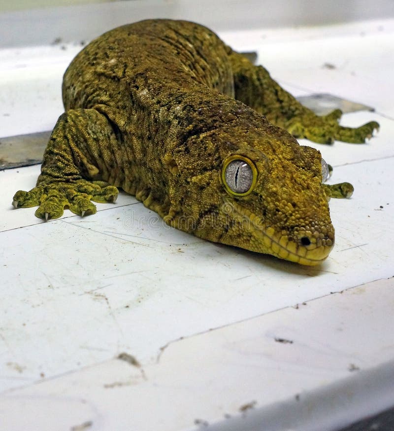 Vertical Shot of a Large Leechie Lizard (New Caledonia Giant Gecko) on ...