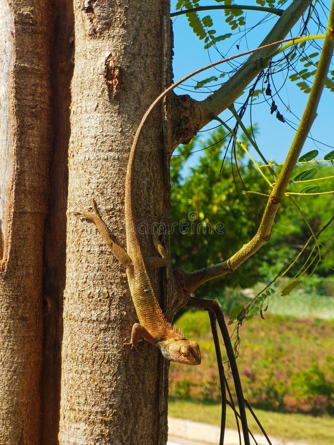 Vertical Shot of a Large Lizard Climbing Down a Tree Stock Image ...