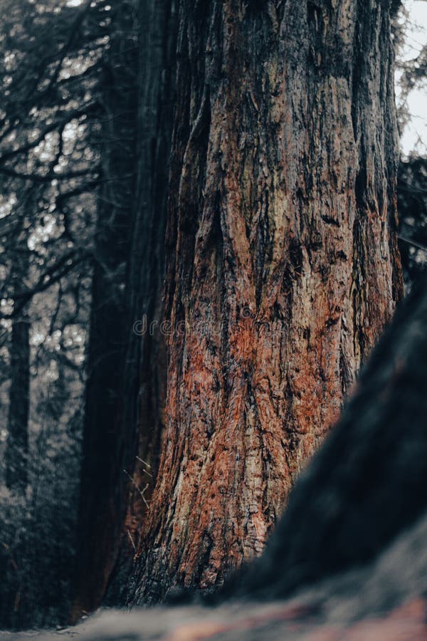 Vertical Shot of a Large, Majestic Tree with a Stout Trunk and Branches ...