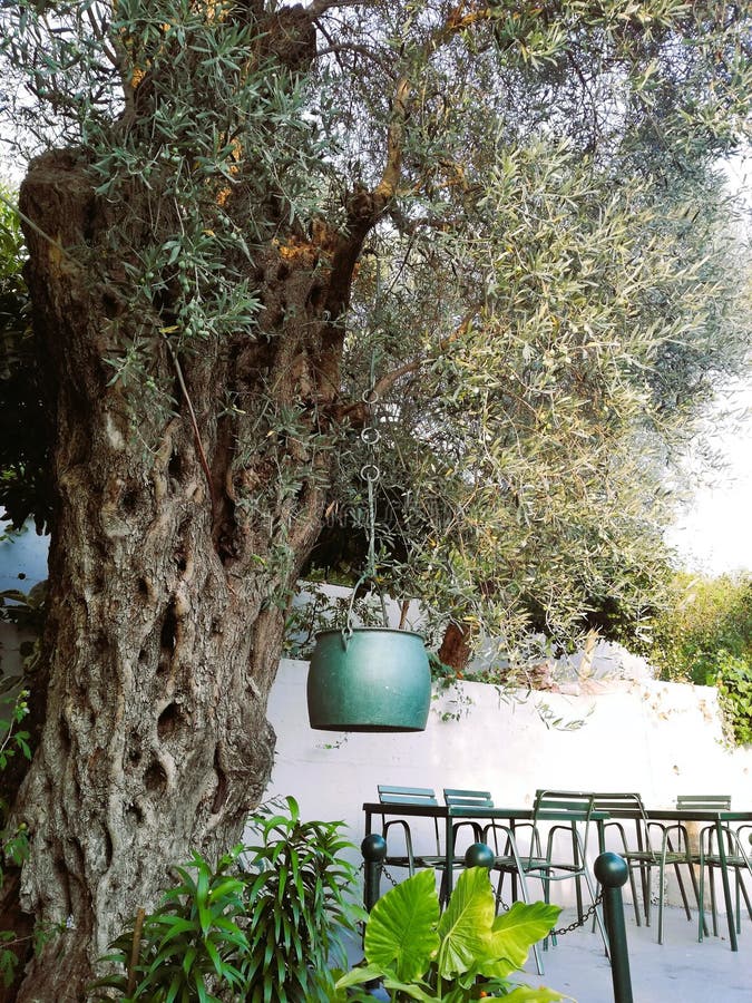 Vertical Shot of a Large Olive Tree Growing in a Garden Stock Image ...
