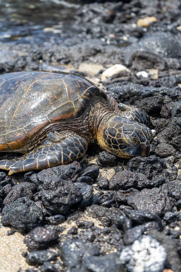 Vertical Shot of a Large Tortoise on a Rocky Seashore Stock Photo ...