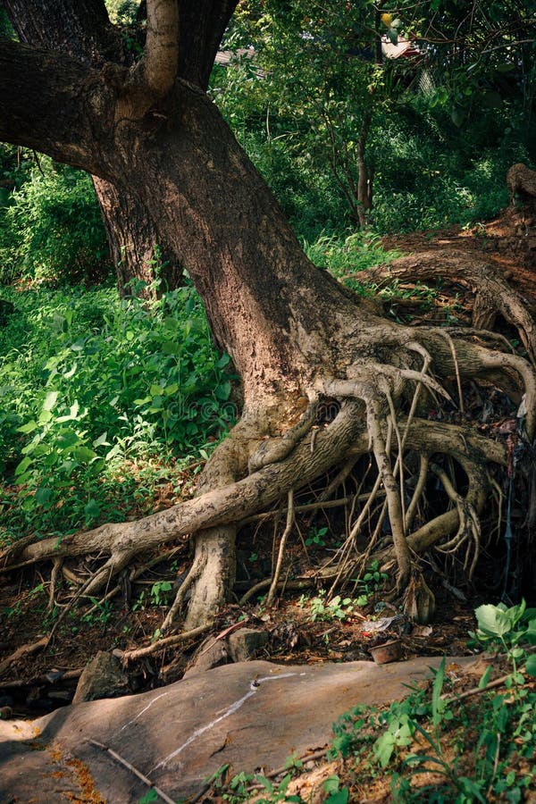 Vertical Shot of a Large Tree with Overgrown Roots in a Forest Stock ...