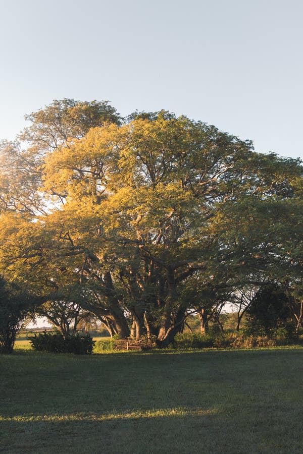 Vertical Shot of a Large Tree in a Park Eclipsed by Shade Under a Sunny ...