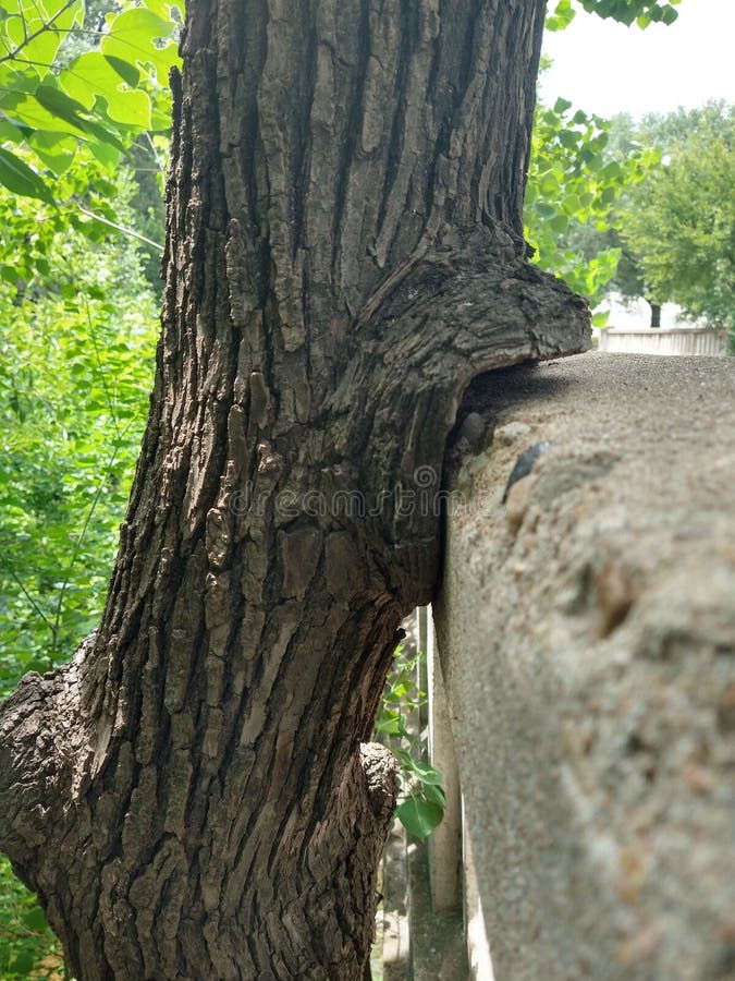 Vertical Shot of a Large Tree Trunk Growing on a Stone Surface Stock ...