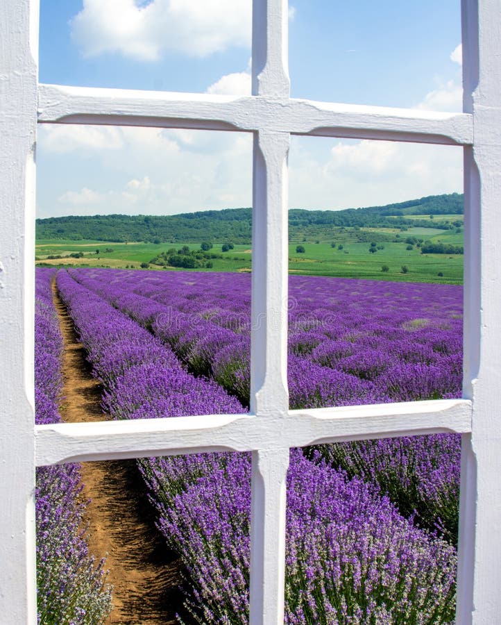 Vertical Shot of a Lavender Field Seen through a White Window Frame ...