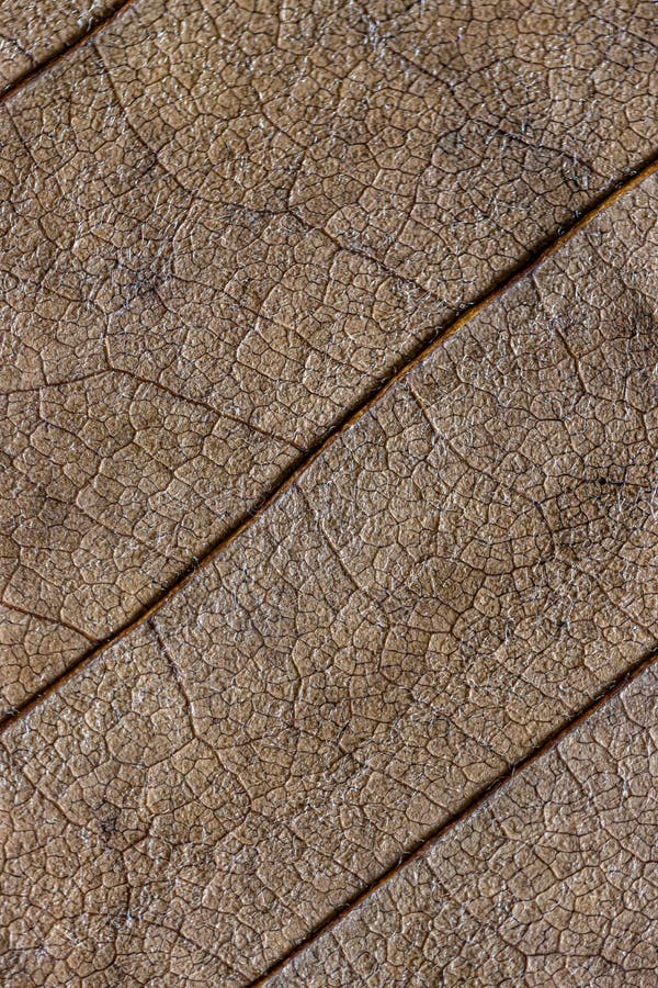 Vertical Shot of a Leaf with Brown Lines and Detailed Patterns, Macro ...