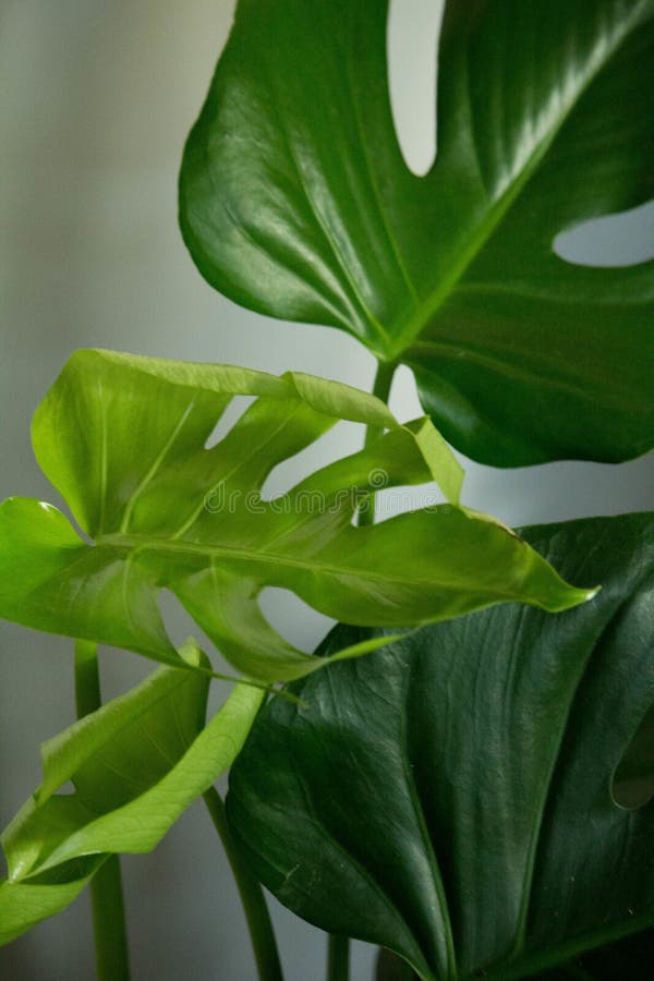 Vertical Shot of the Leaves of a Monstera Plant Stock Image - Image of ...