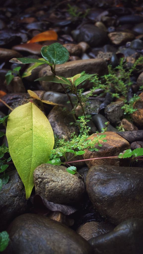 Vertical Shot of Leaves and Rocks in a Rainforest of Peruvian Amazonia ...