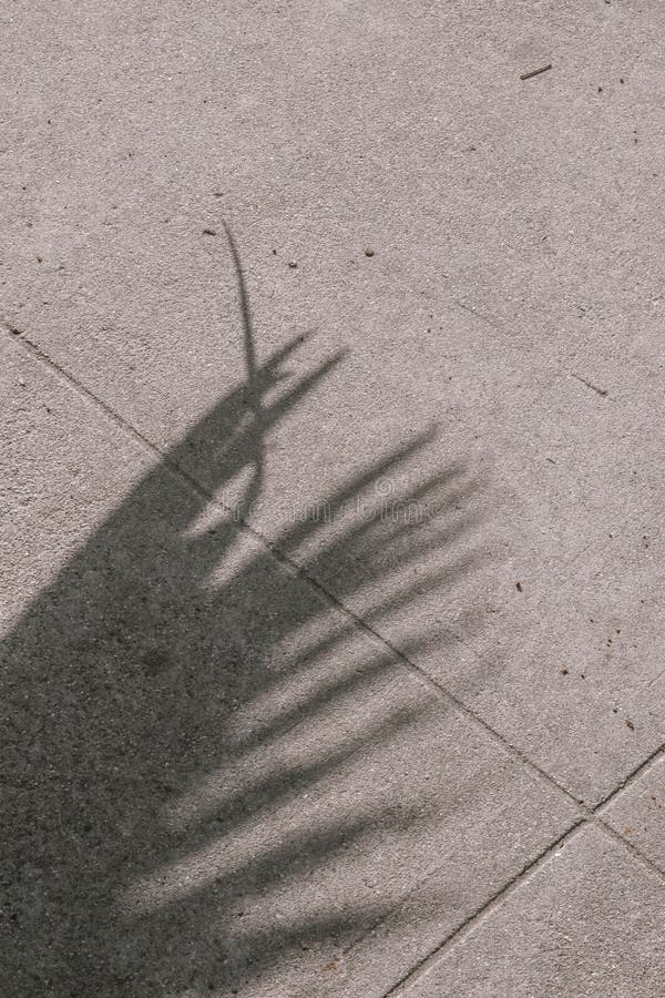 Vertical Shot of Leaves Shadows on a Concrete Surface Stock Photo ...