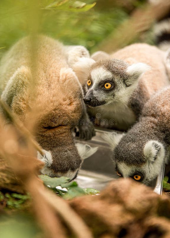 Vertical Shot of Lemurs Drinking Water Stock Image - Image of primate ...
