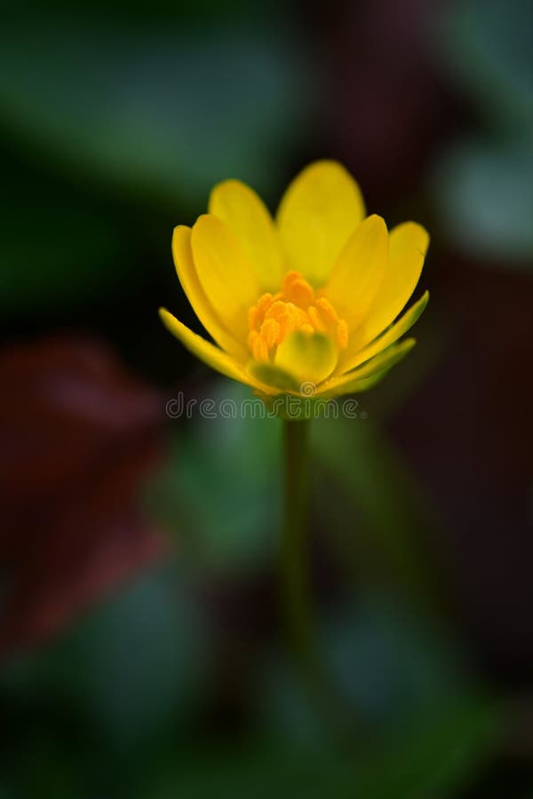 Vertical Shot of a Lesser Celandine Flower Against a Blurry Background ...