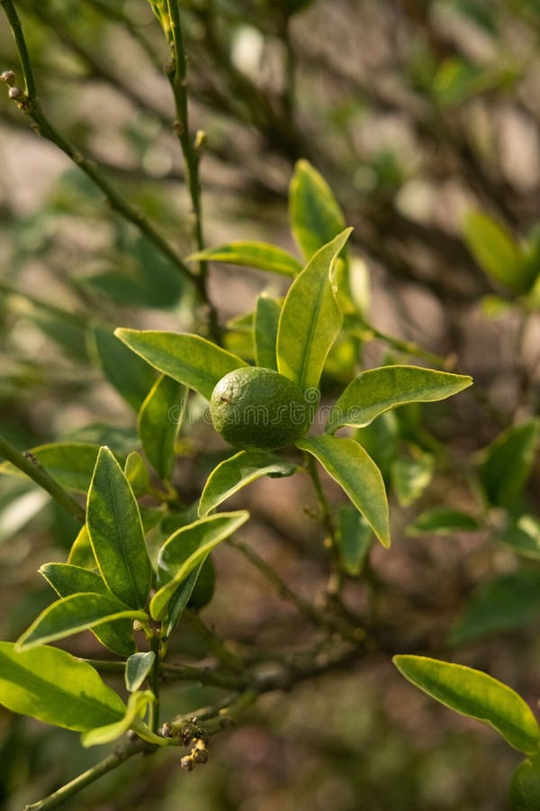 Vertical Shot of a Lime Growing on the Tree in the Garden Stock Image ...