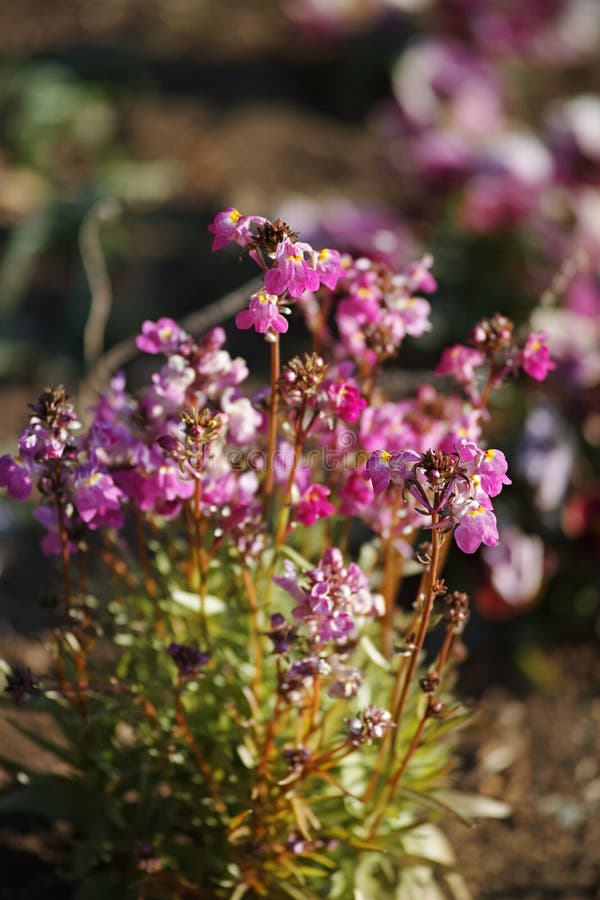 Vertical Shot of Linaria Maroccana Growing Outdoors Stock Image - Image ...