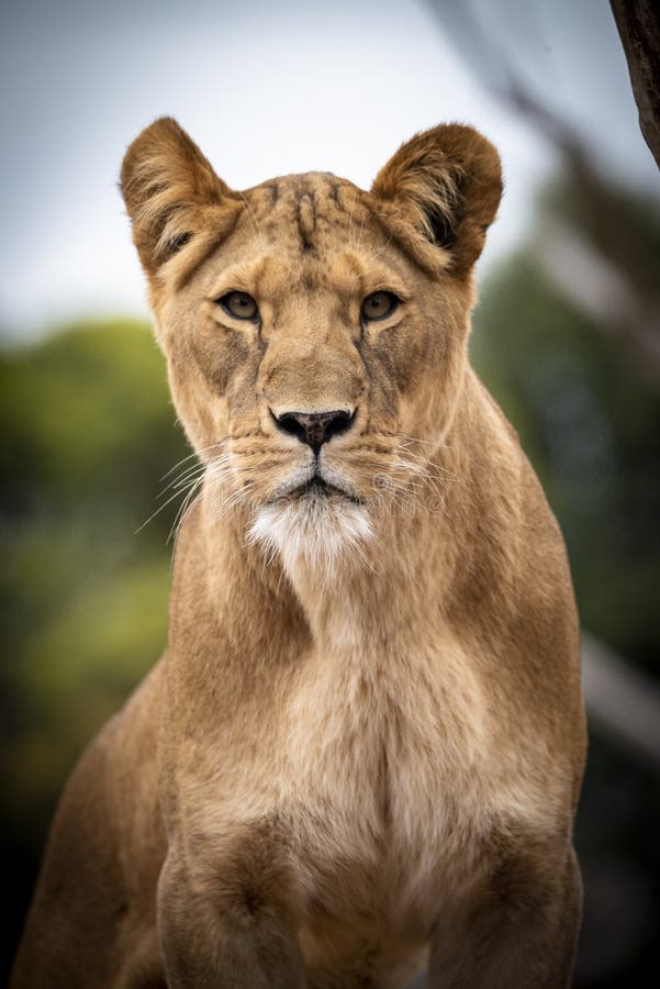 Vertical Shot of a Lion in the Wilderness Stock Image - Image of feline ...