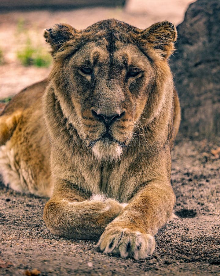 Vertical Shot of a Lioness Laying in the Zoo Stock Image - Image of ...