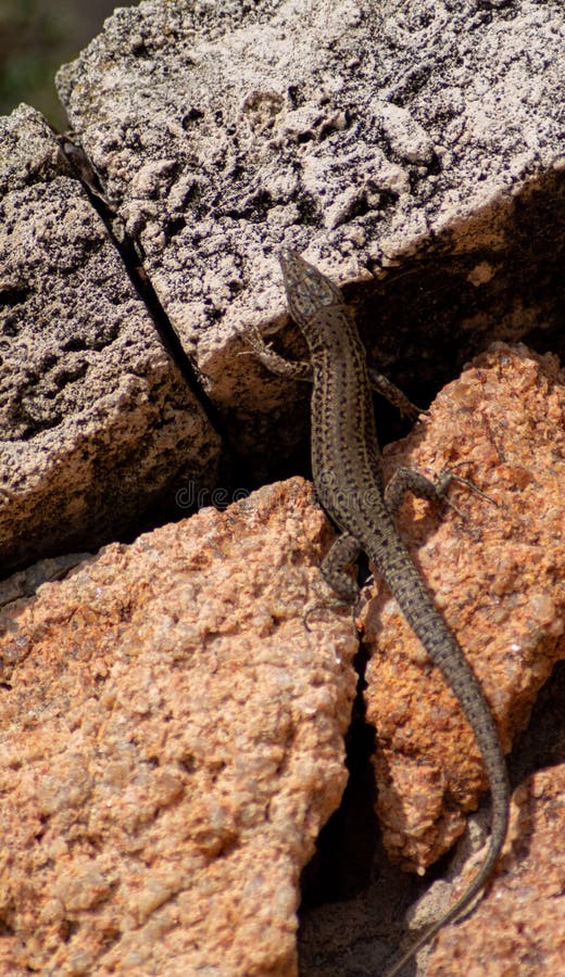 Vertical Shot of a Lizard on the Rock on a Hot Day Stock Image - Image ...