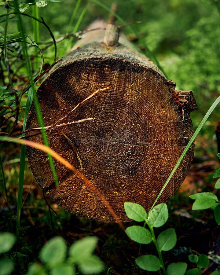 Vertical Shot of a Log on the Ground Surrounded by Forest Vegetation ...