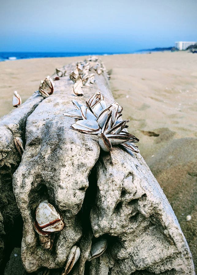 Vertical Image of a Log with Seashells on the Beach in Vietnam Stock ...