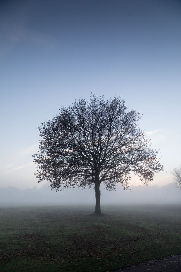 Lone Bare Tree Standing in a Meadow of Dried, Grass Stock Image - Image ...