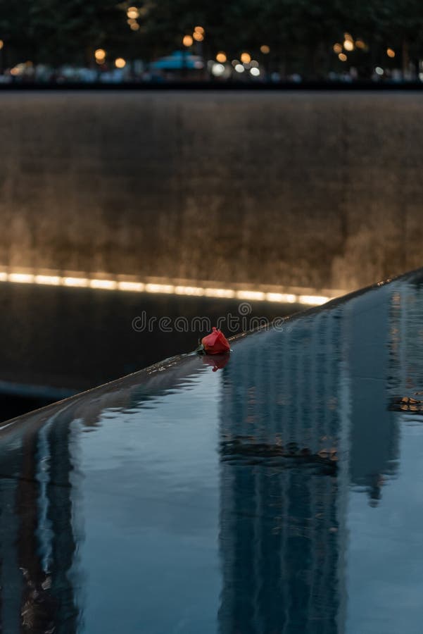 Vertical Shot of a Lonely Red Rose Thrown in the Water Stock Image ...