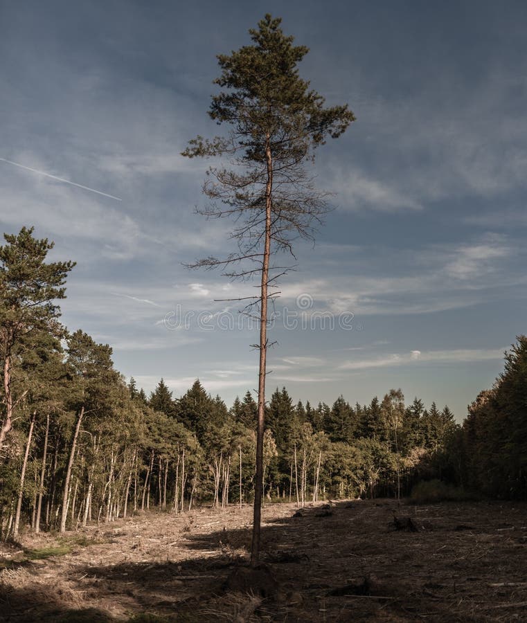 Vertical Shot of a Lonely Tree with Cut Branches Growing in the Forest ...