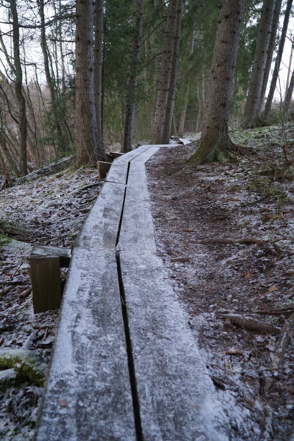Vertical Shot of a Long Boardwalk Footpath in a Forest Stock Photo ...