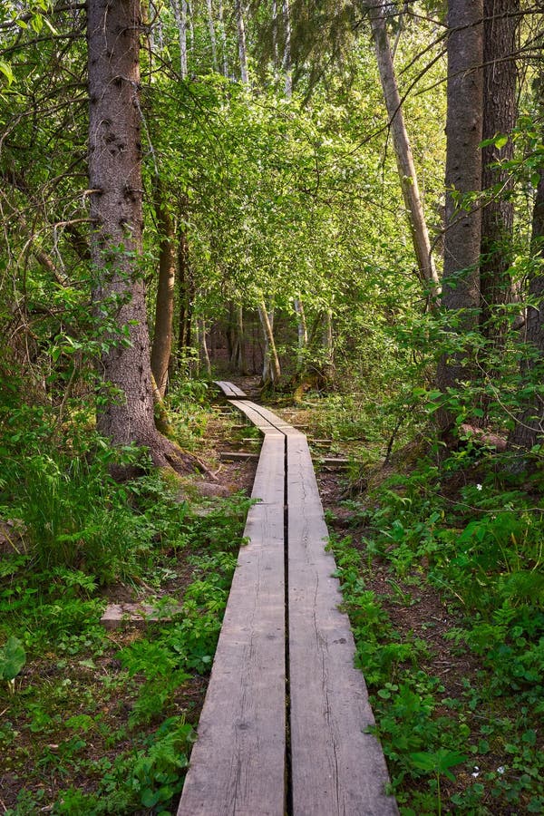 Vertical Shot of a Long Boardwalk Footpath in a Forest Stock Image ...
