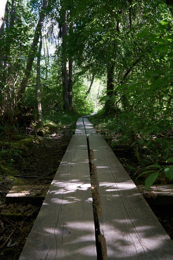 Vertical Shot of a Long Boardwalk Footpath in a Forest Stock Image ...