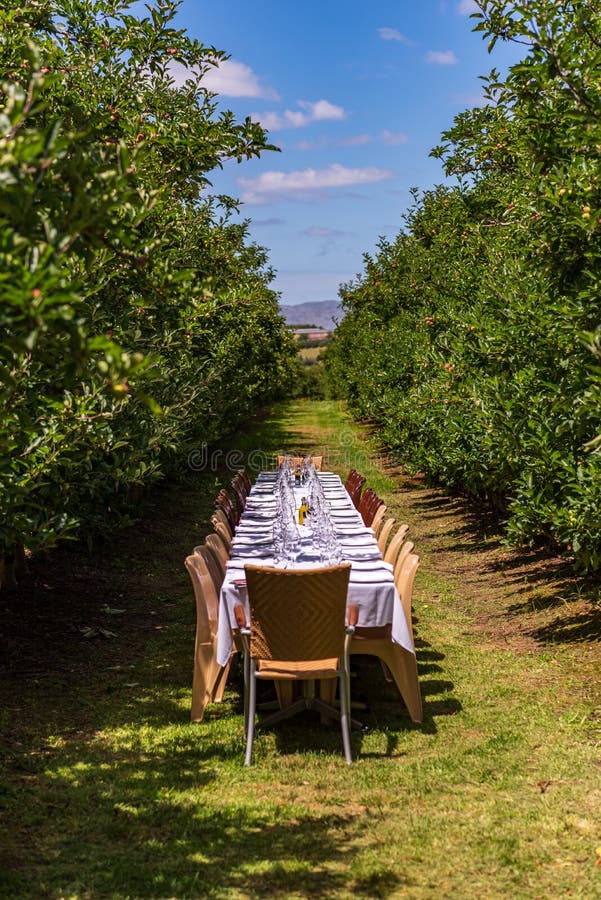 Vertical Shot of a Long Dining Table Set Outdoors at an Orchard with ...