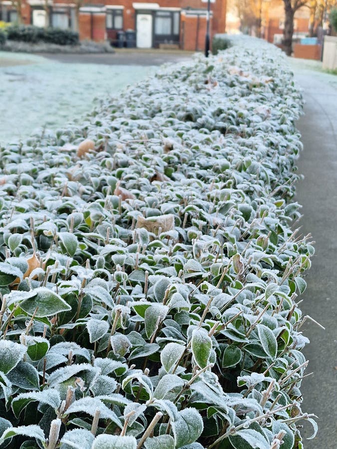Vertical Shot of a Long Hedge with Leaves Covered in Frost Stock Image ...
