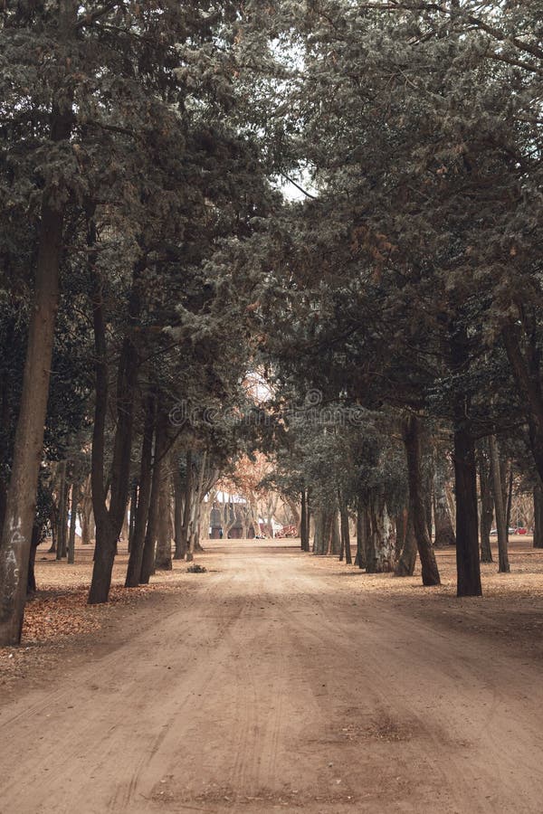 Vertical Shot of a Long Pathway through the Deciduous Park Stock Photo ...