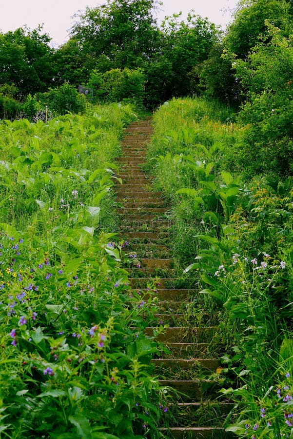 Vertical Shot of Long Stairs Surrounded by Greenery Stock Image - Image ...