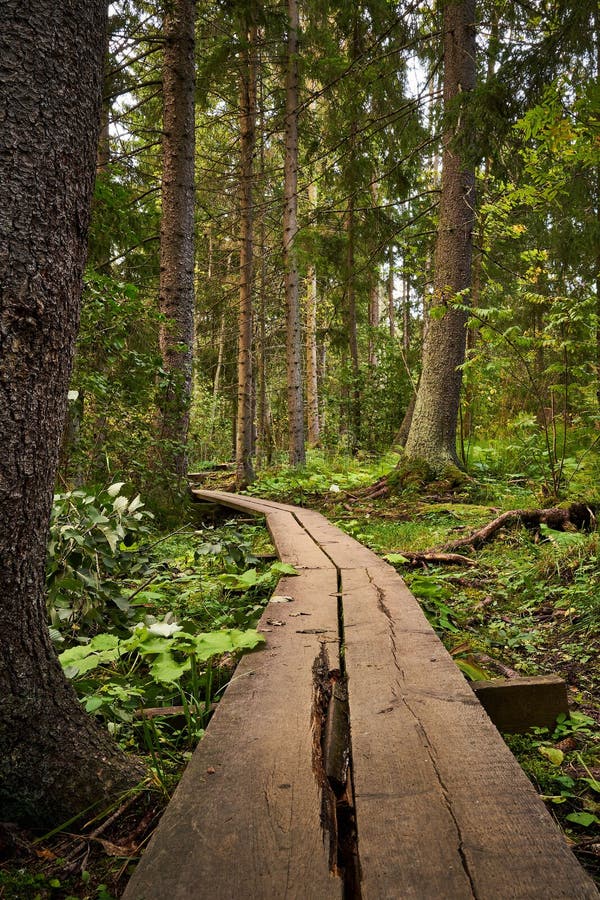 Vertical Shot of a Long Wooden Pathway on a Forest Park Stock Photo ...
