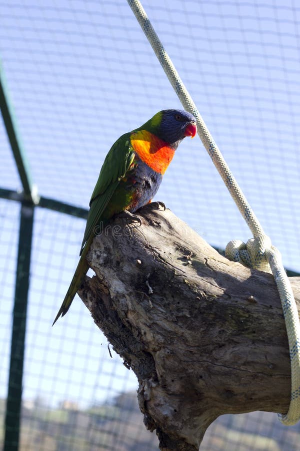 276 Loriini Stock Photos - Free & Royalty-Free Stock Photos from Dreamstime